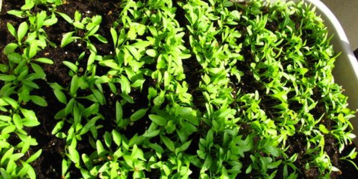 How to Grow Cilantro from Seeds [Propagating Cilantro]