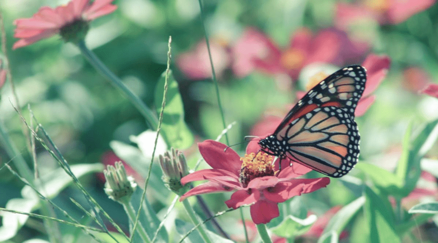 Everything You Need to Know About Indoor Butterfly Gardening