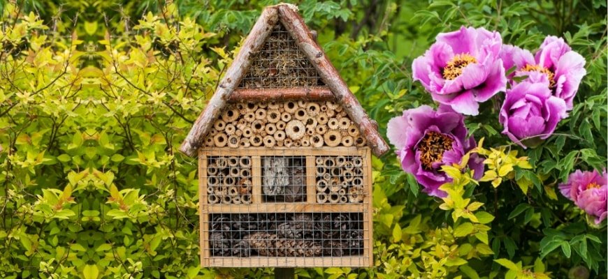 How to Grow a Bee Garden at Your Home - Organize With Sandy