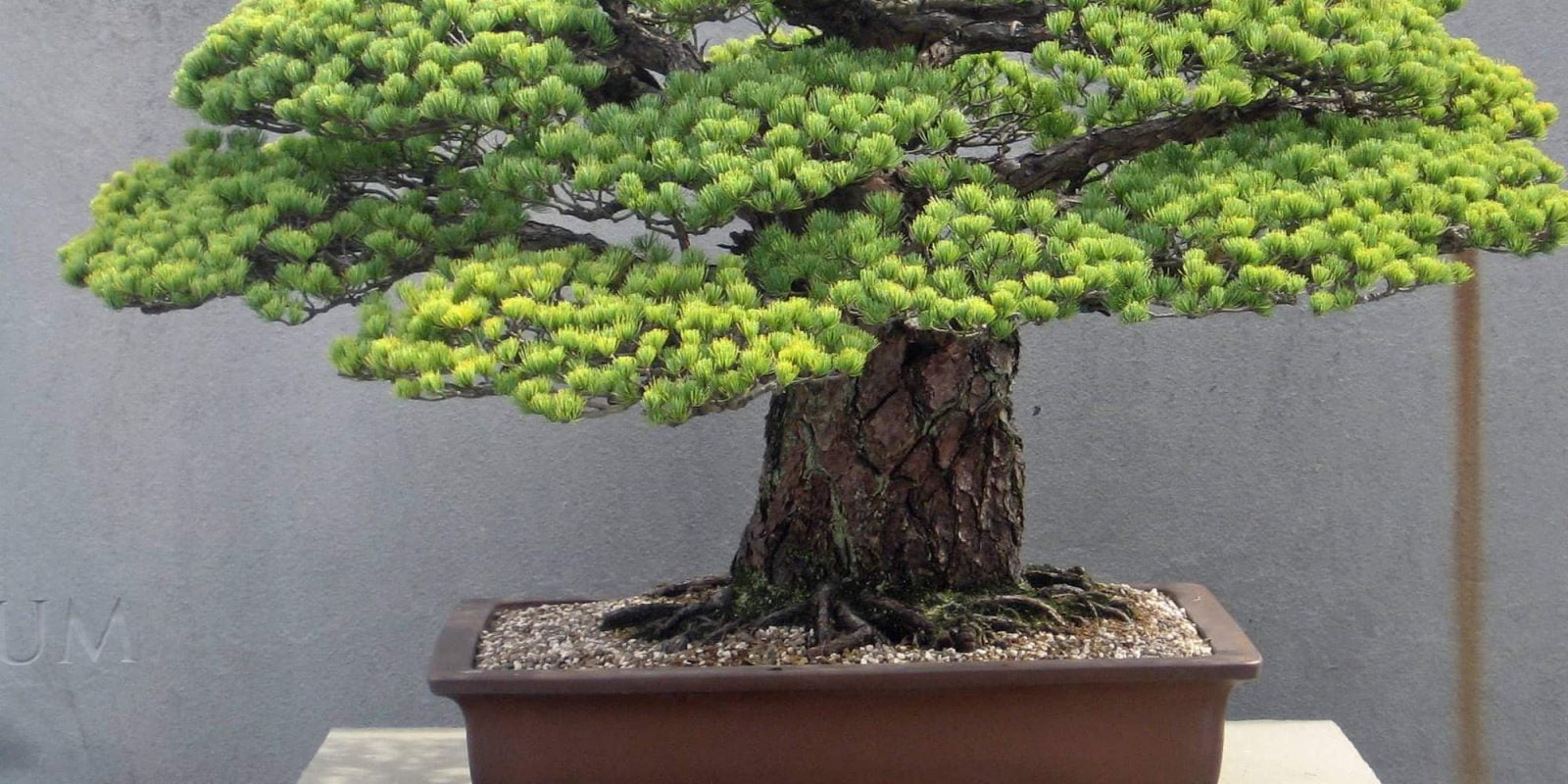 24 Flowering Bonsai Trees - Our Handpicked List - Organize With Sandy