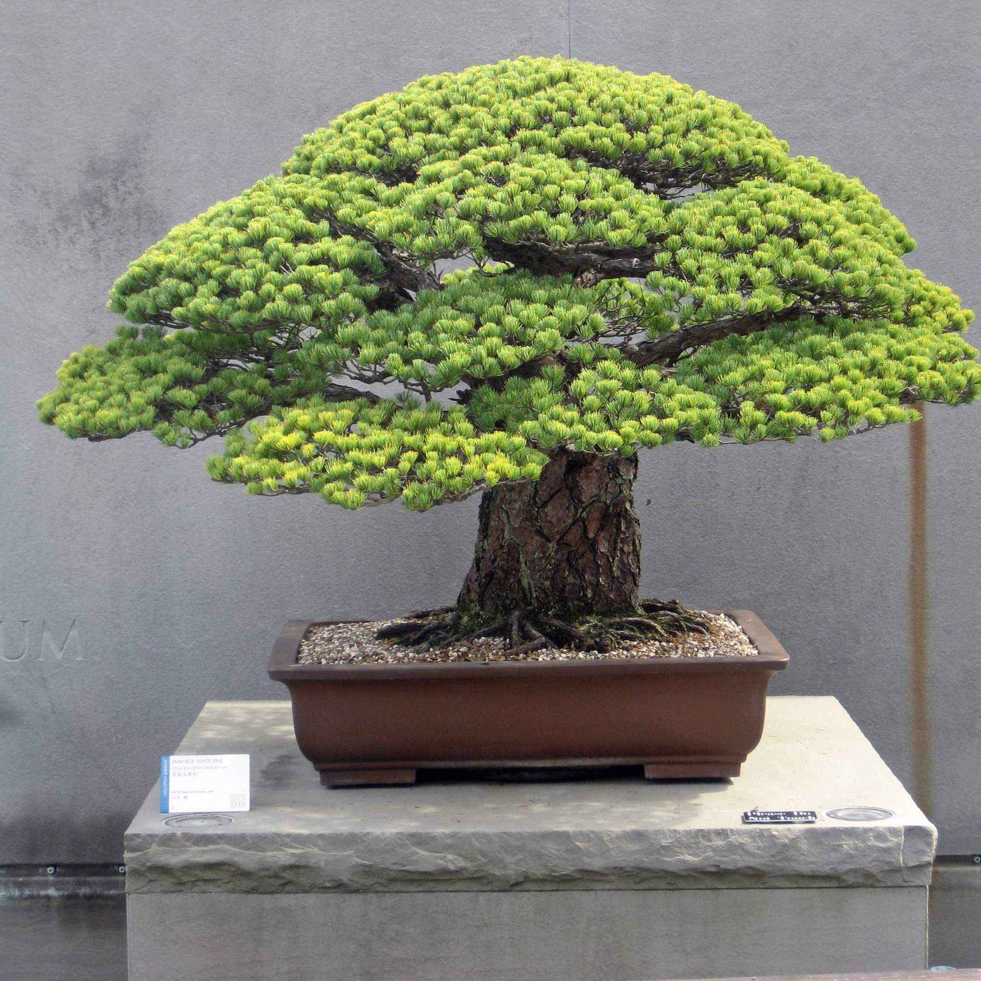24 Flowering Bonsai Trees - Our Handpicked List - Organize With Sandy