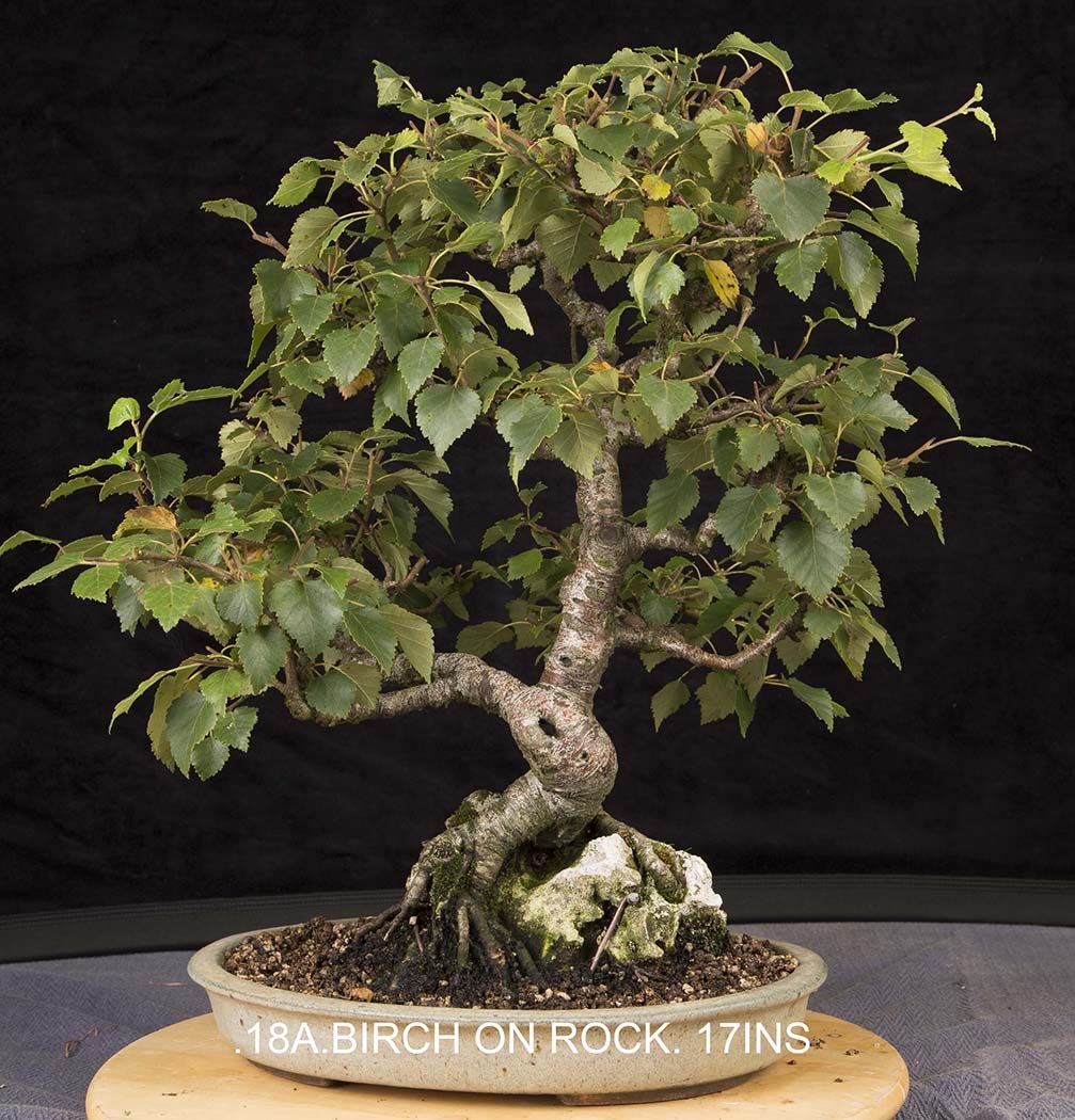 24 Flowering Bonsai Trees - Our Handpicked List - Organize With Sandy
