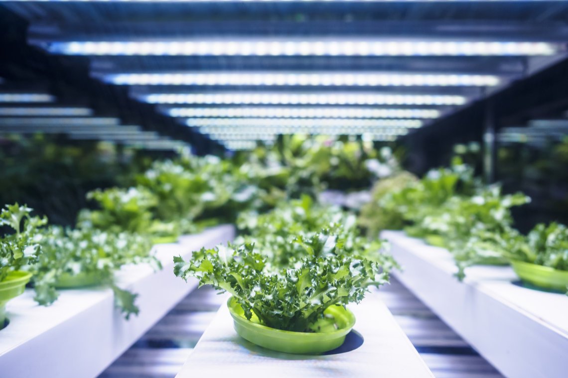 Grow Lights Vs Regular Lights: Choosing the Best for your Needs ...