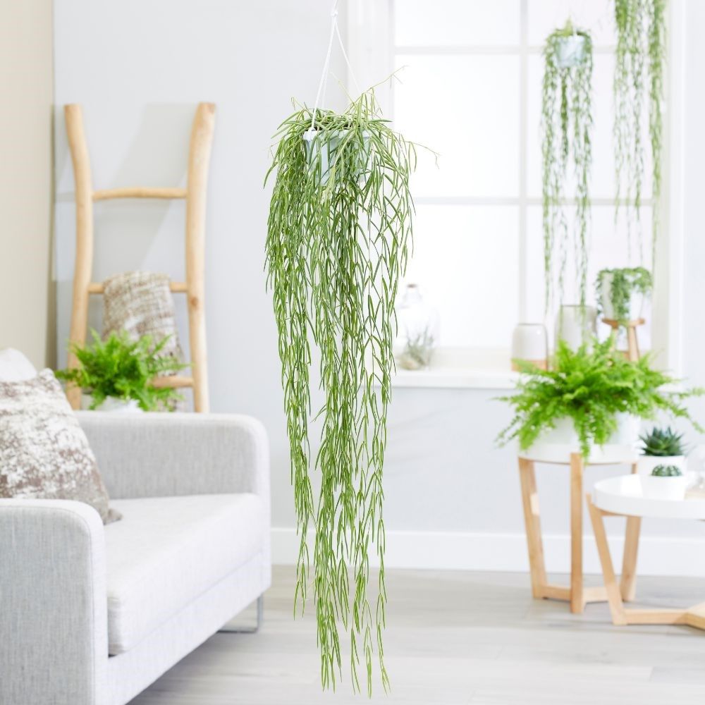 Decorate Your Home with the Best Indoor Hanging Plants - Organize With ...