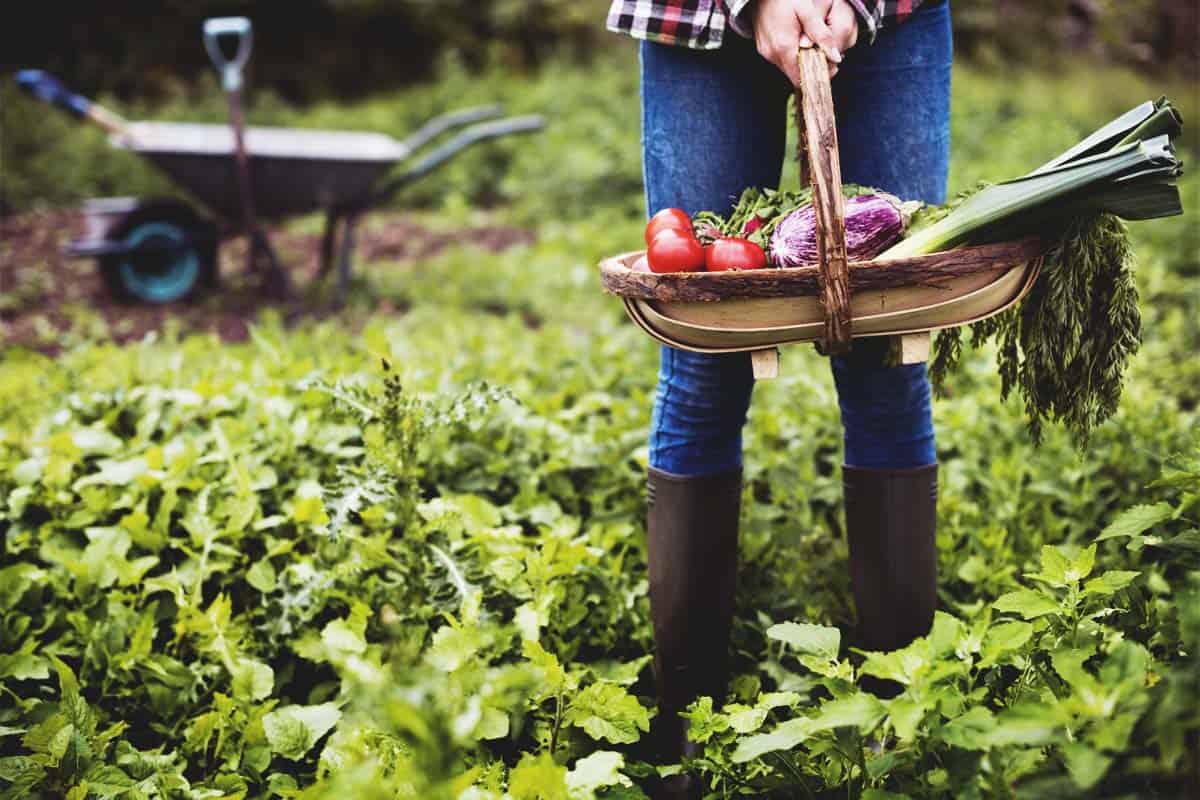 How to Start Your Own Garden - Complete Guide - Organize With Sandy