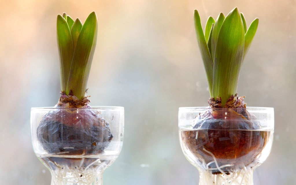 How to Grow Bulbs Indoors: Guide to Get Started - Organize With Sandy