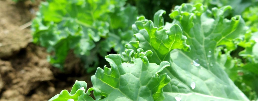 Guide for Sunlight Requirements of the Veggies in Your Garden ...