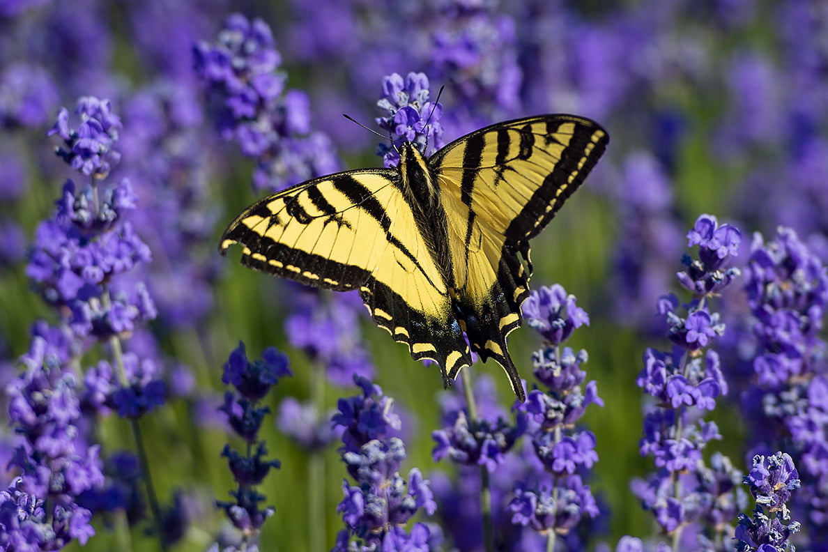 26 Best Perennial Garden Butterfly Plants - Organize With Sandy