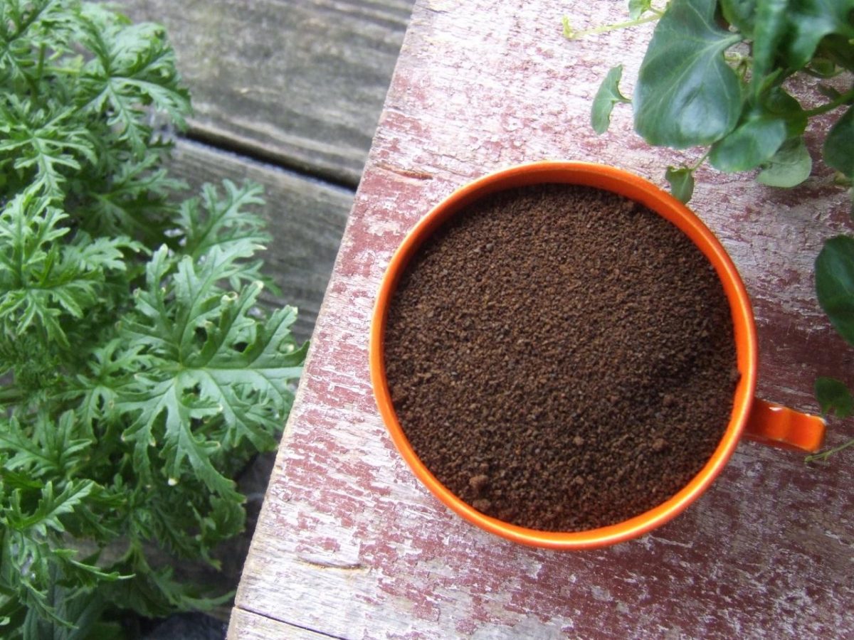 8 Uses and Importance of Coffee Grounds Gardening - Organize With Sandy
