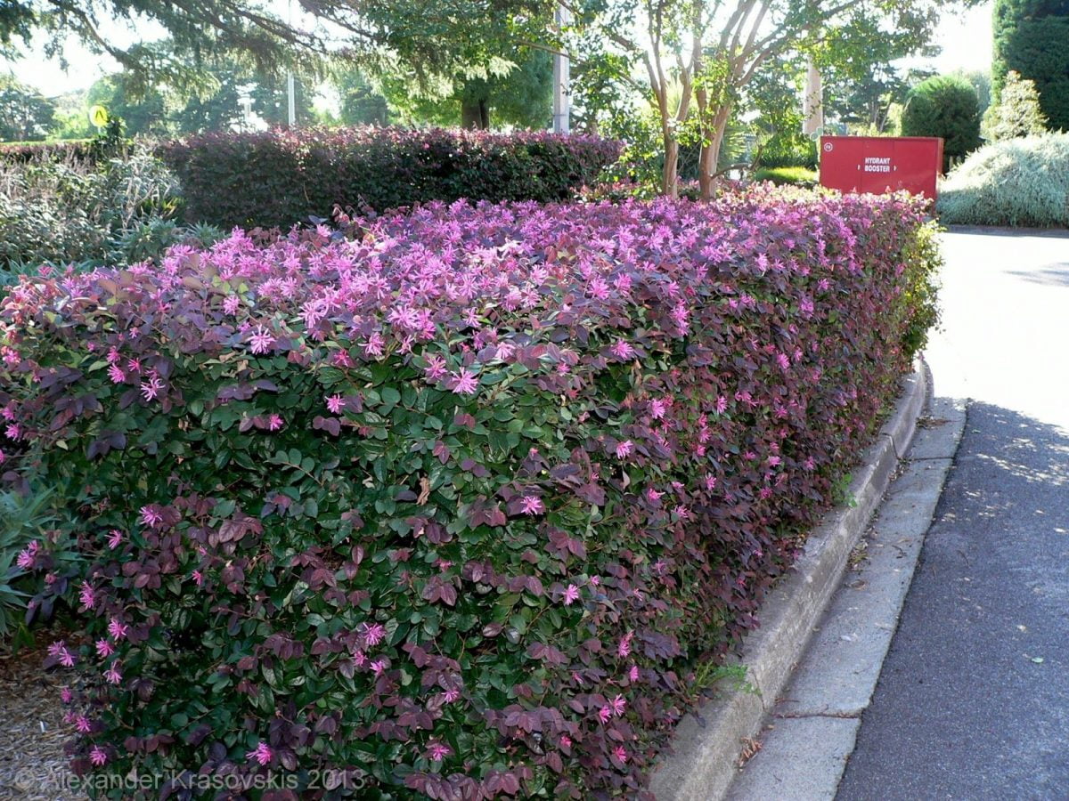24 Best Flower Hedge Ideas: #17 is Our Favorite! - Organize With Sandy