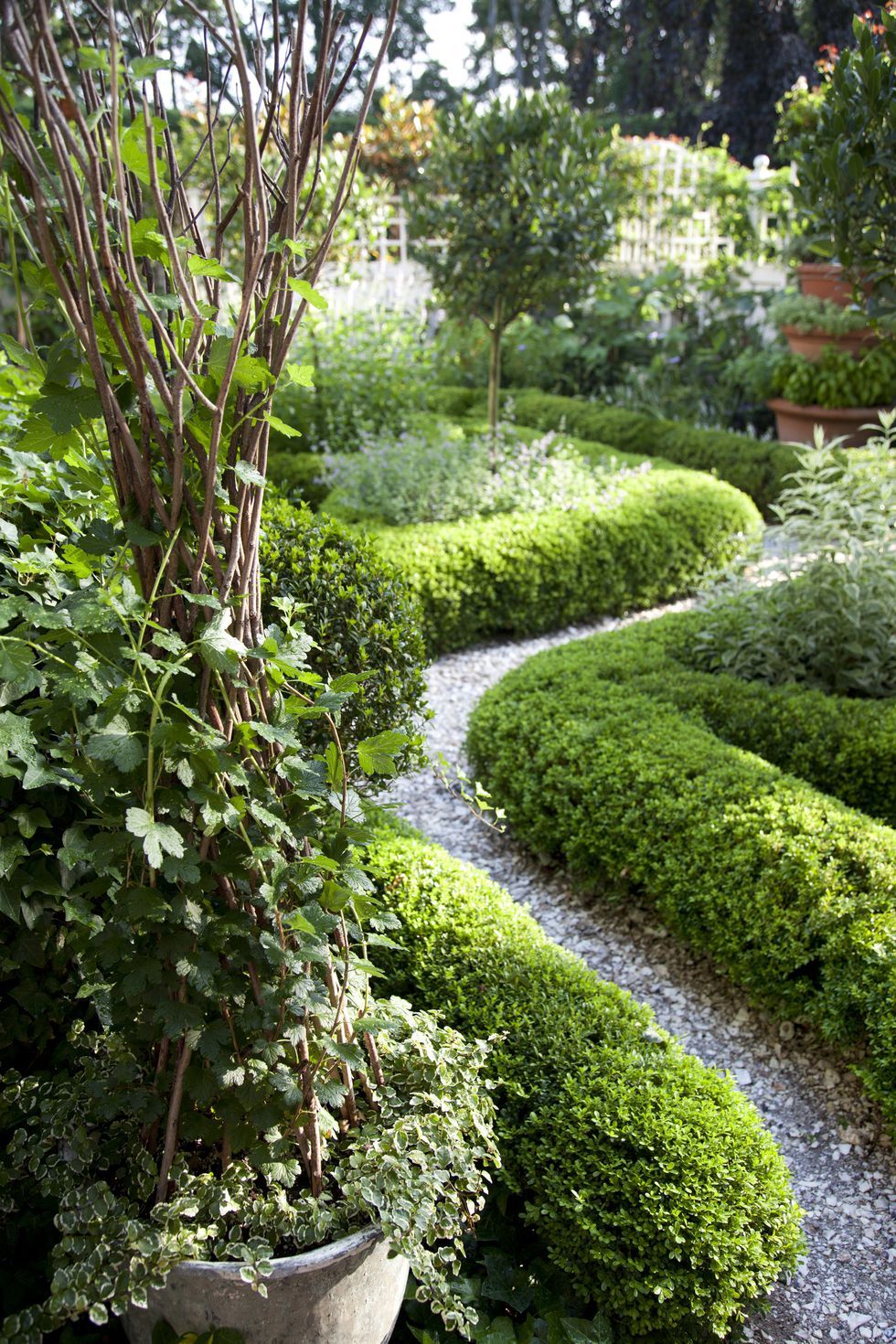 24 Best Flower Hedge Ideas: #17 is Our Favorite! - Organize With Sandy