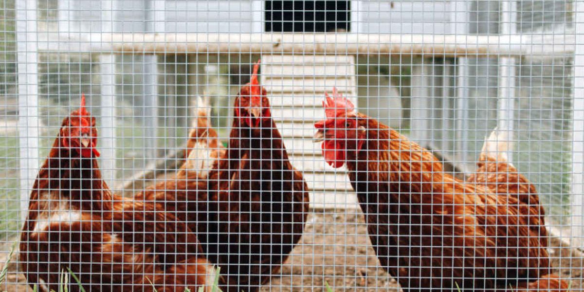 21 Amazing Chicken Coop Nesting Box Ideas - Organize With Sandy