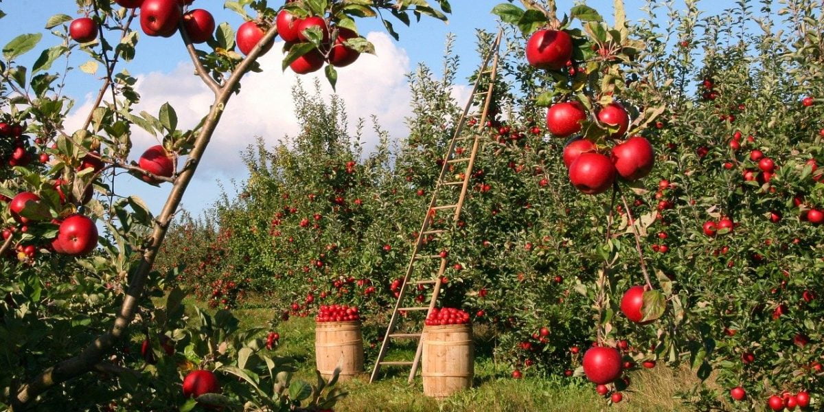 How to Take Care of Your Fruit Trees in the Summer - Organize With Sandy