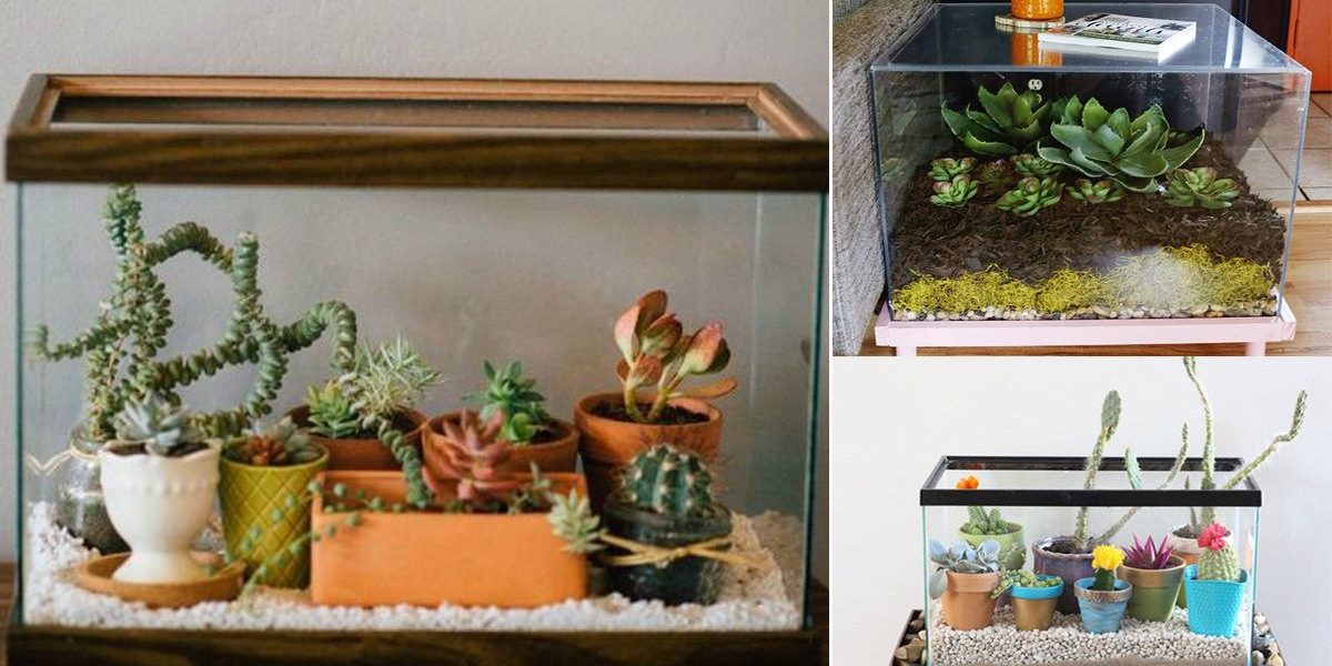 Top 7 Fish Tank Planter and Terrarium Ideas - Organize With Sandy