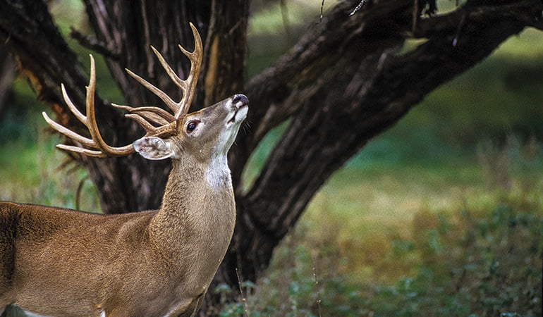 How to Get a Deer to Approach You and Not Be Afraid - Organize With Sandy