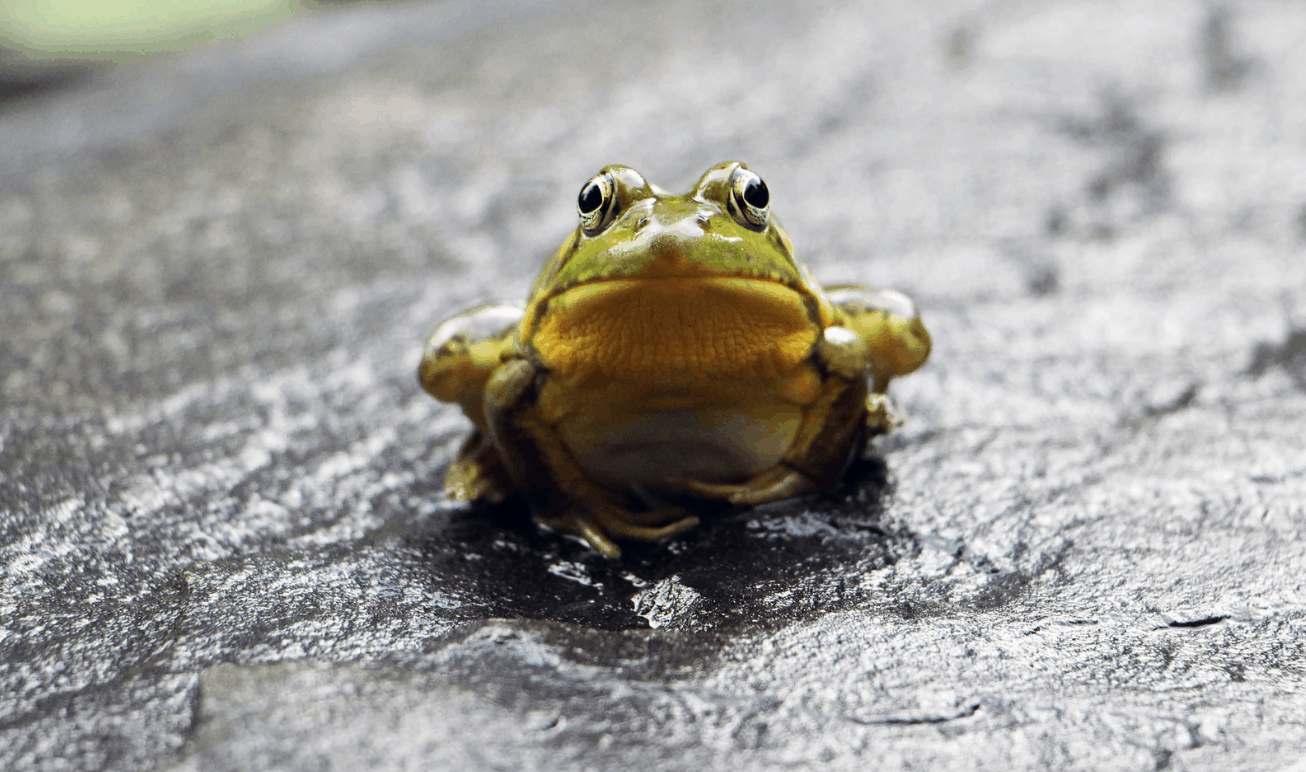 How to Get Rid of Frogs Humanly or as Gentle as Possible - Organize ...