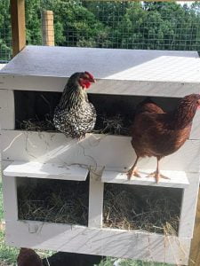 21 Amazing Chicken Coop Nesting Box Ideas - Organize With Sandy
