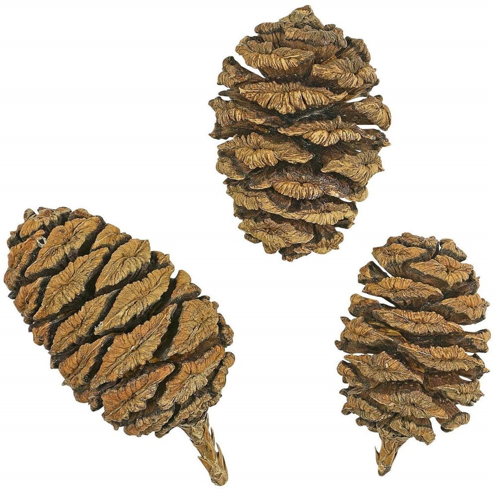 Giant Sequoia Bonsai Tree Care Guide - Organize With Sandy