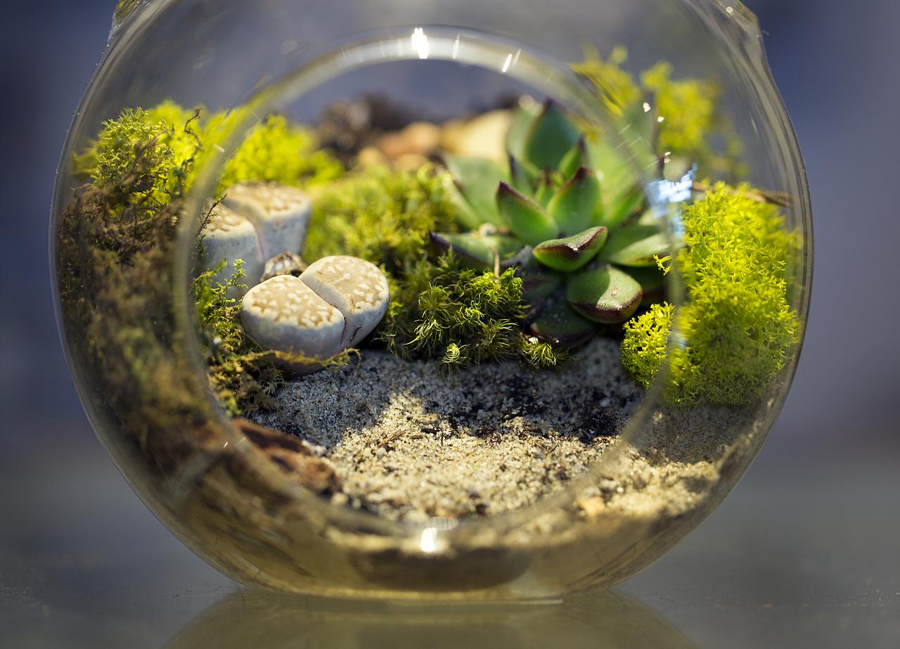 What Is A Terrarium? a Complete In-Depth Insight - Organize With Sandy