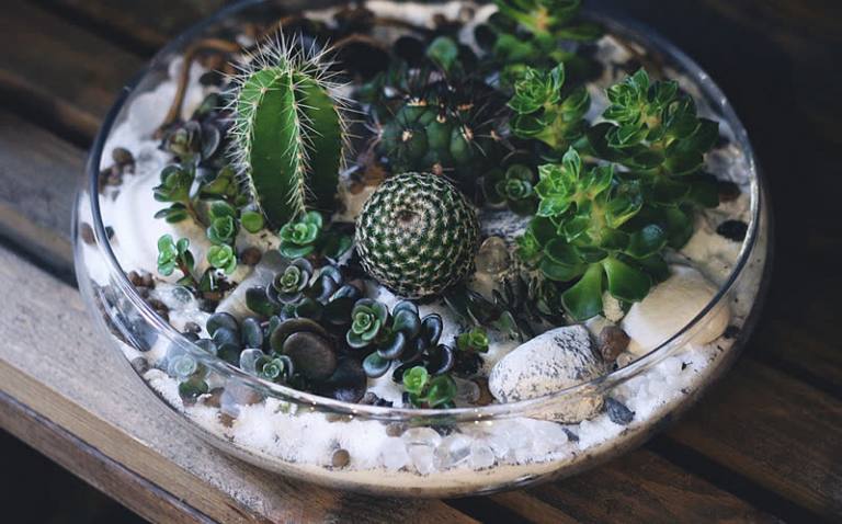 DIY: Make a Cactus Terrarium - The Perfect Size for Your Desk ...
