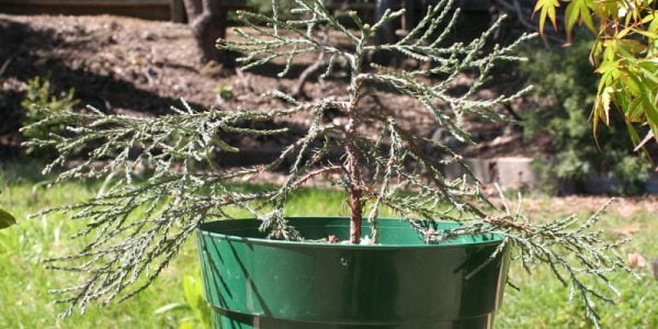 What Time of the Year is Best to Get a Giant Sequoia Bonsai? - Organize ...