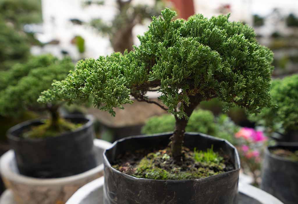 How to Make an Easy Bonsai Tree and How Much Time It Takes - Organize ...
