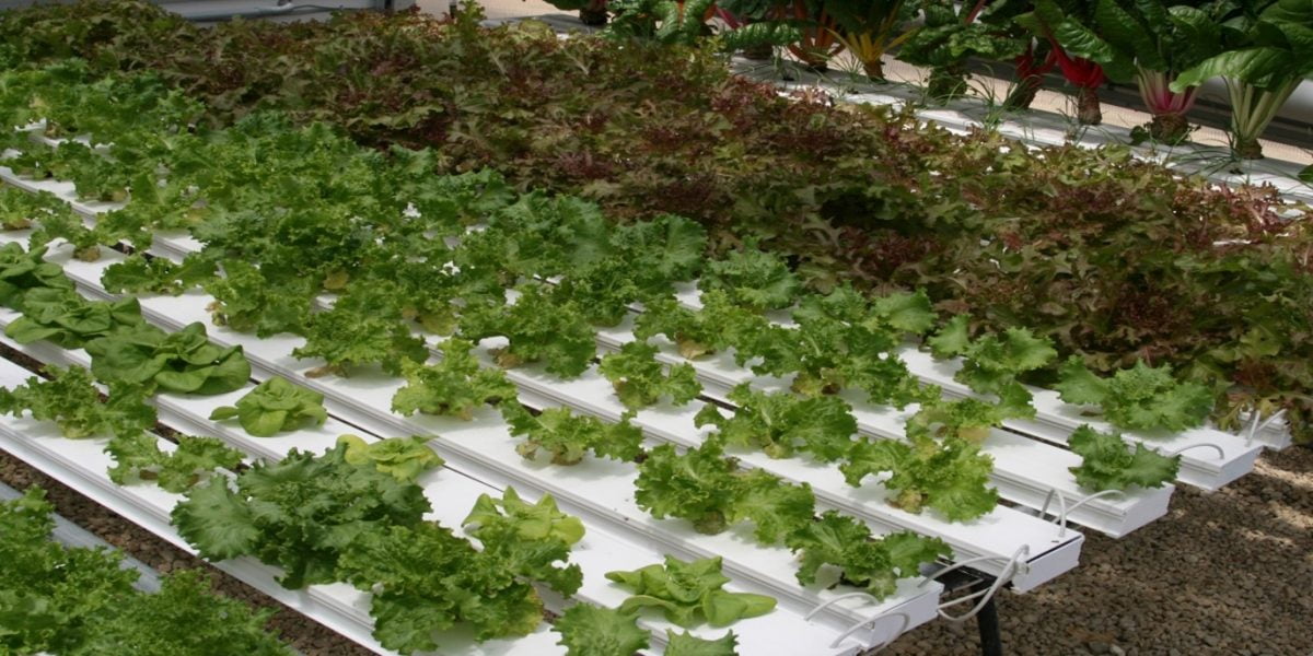 How To Make Your Own DIY Hydroponic Tower Garden - Organize With Sandy