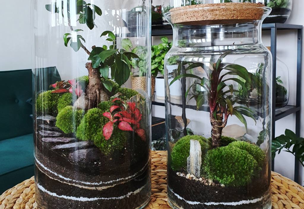 7 Types Of Plants That Can Be Kept In a Terrarium - Organize With Sandy