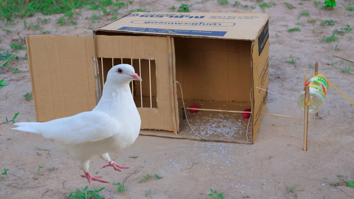 How To Catch Nearly Any Wild Bird - Organize With Sandy
