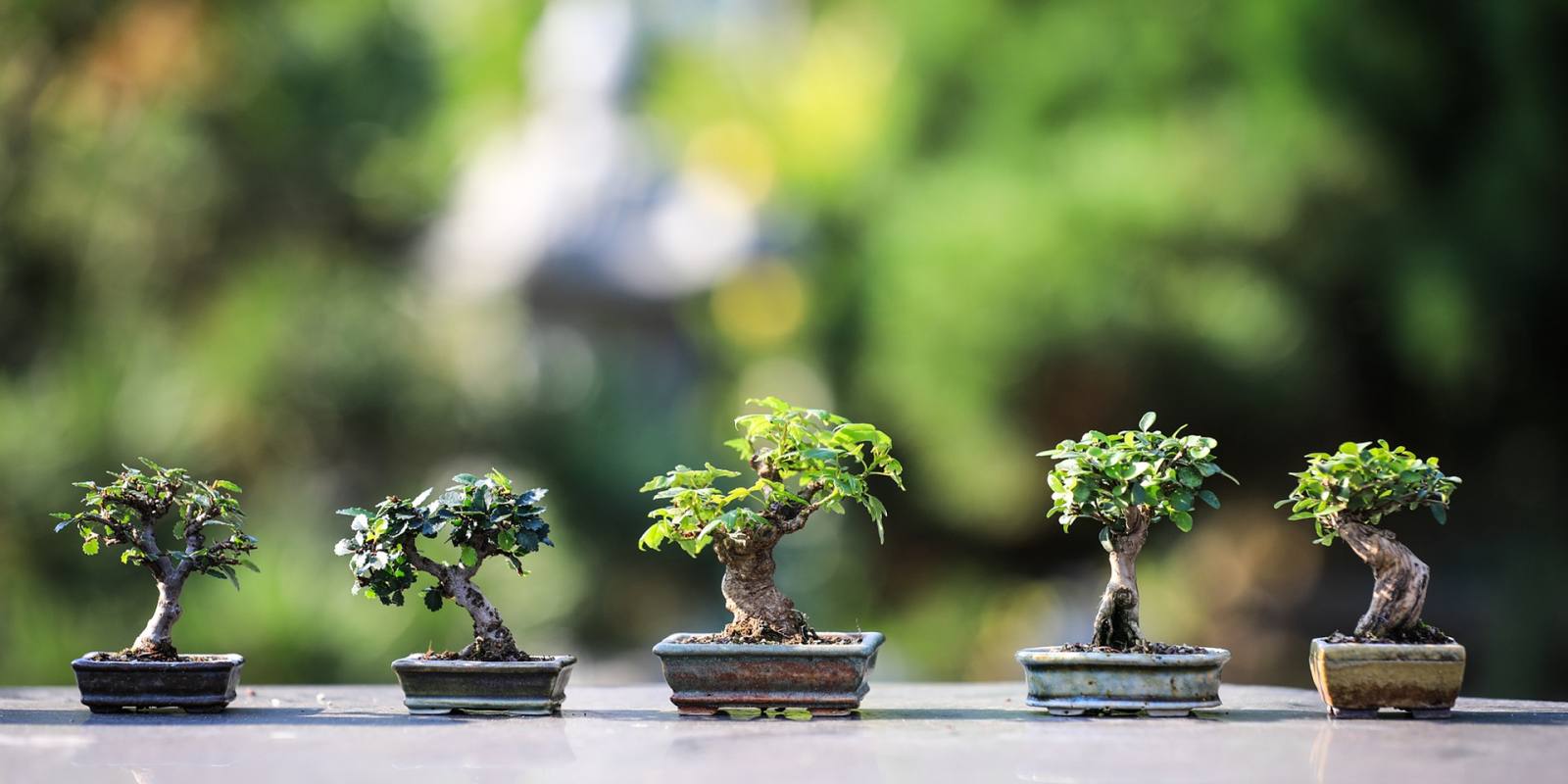 10 Beautiful Trees to Make a Bonsai Tree Indoors - Organize With Sandy