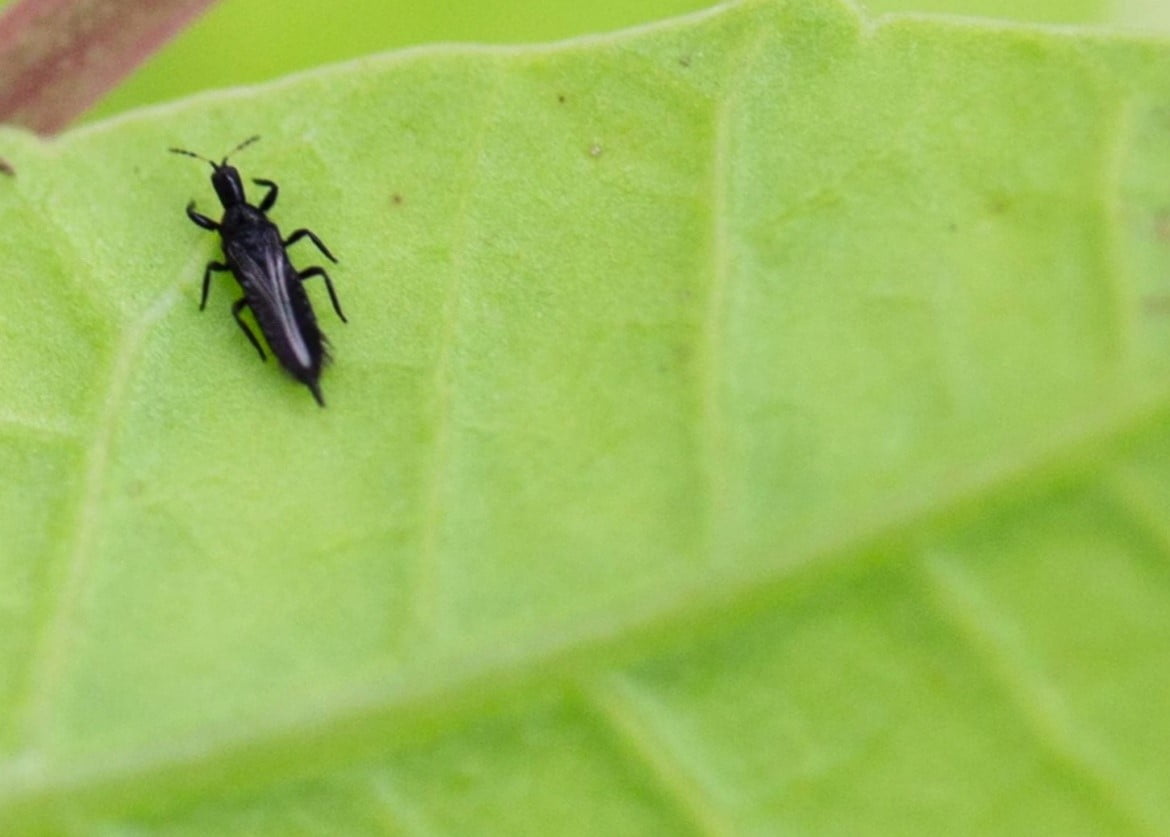 House Plant Bug Identification - Identifying your Tiny House Guests ...