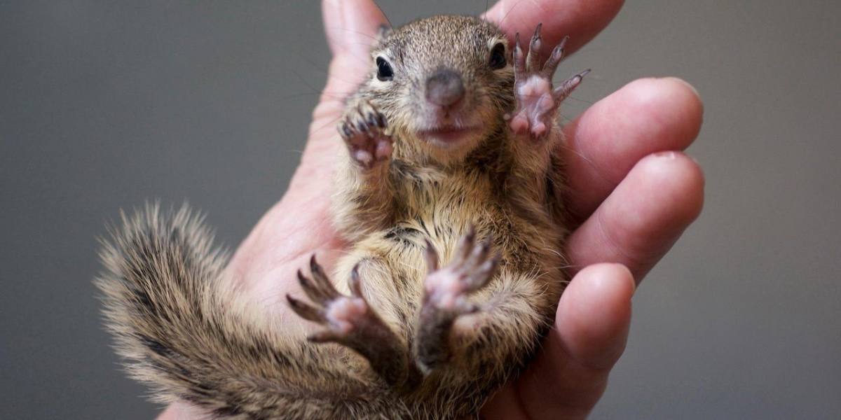 Baby Squirrels: What to Feed Them - Organize With Sandy