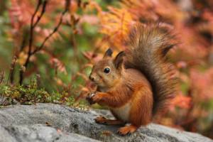 Red Squirrel Feeding Guide: What to Feed Them - Organize With Sandy