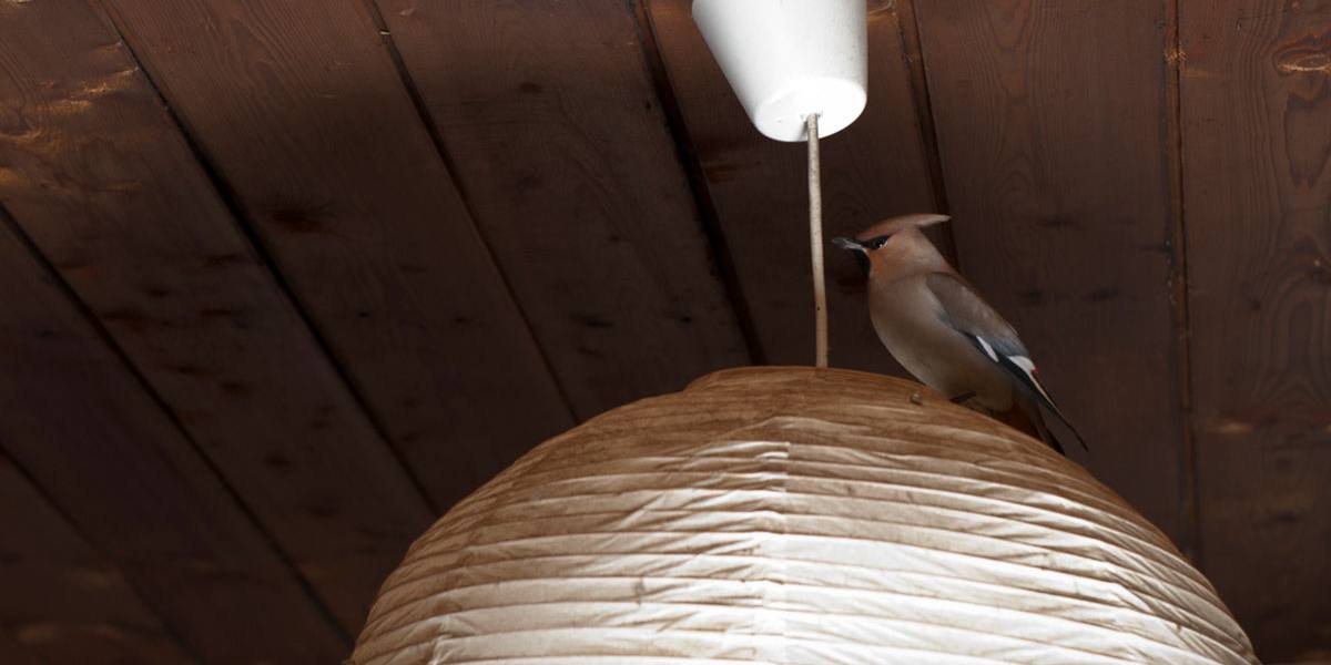 How To Safely Catch a Bird in The House - Organize With Sandy