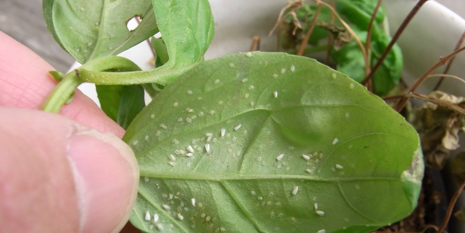 House Plant Bug Identification - Identifying your Tiny House Guests ...