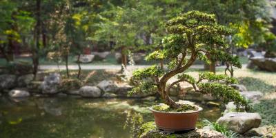 What are the Specialities of Giant Sequoia Bonsai Tree? - Organize With ...