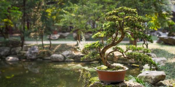 What are the Specialities of Giant Sequoia Bonsai Tree? - Organize With ...