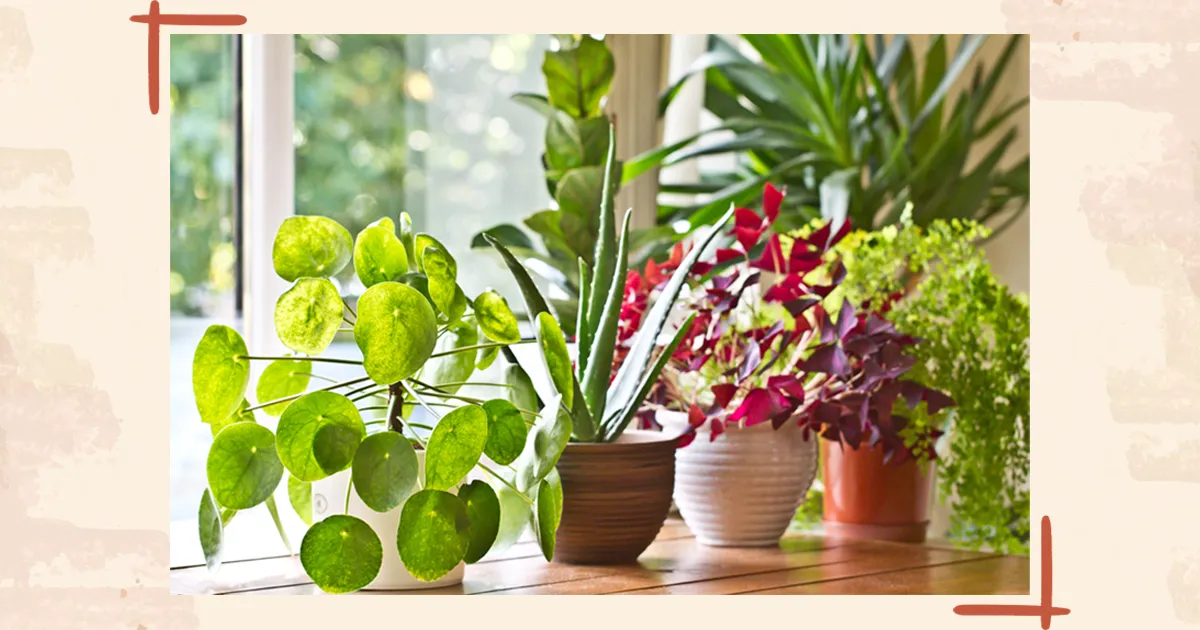 9 Best Types Of Foliage Plants For Your Home Garden - Organize With Sandy