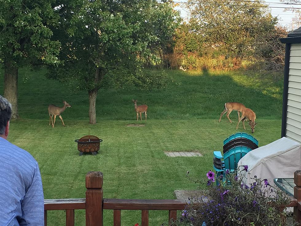 What Does It Feel Like to Have Deer in Your Backyard? - Organize With Sandy