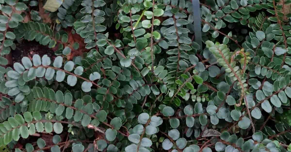 The Best Micro Ferns and Mosses for a Small Terrarium - Organize With Sandy