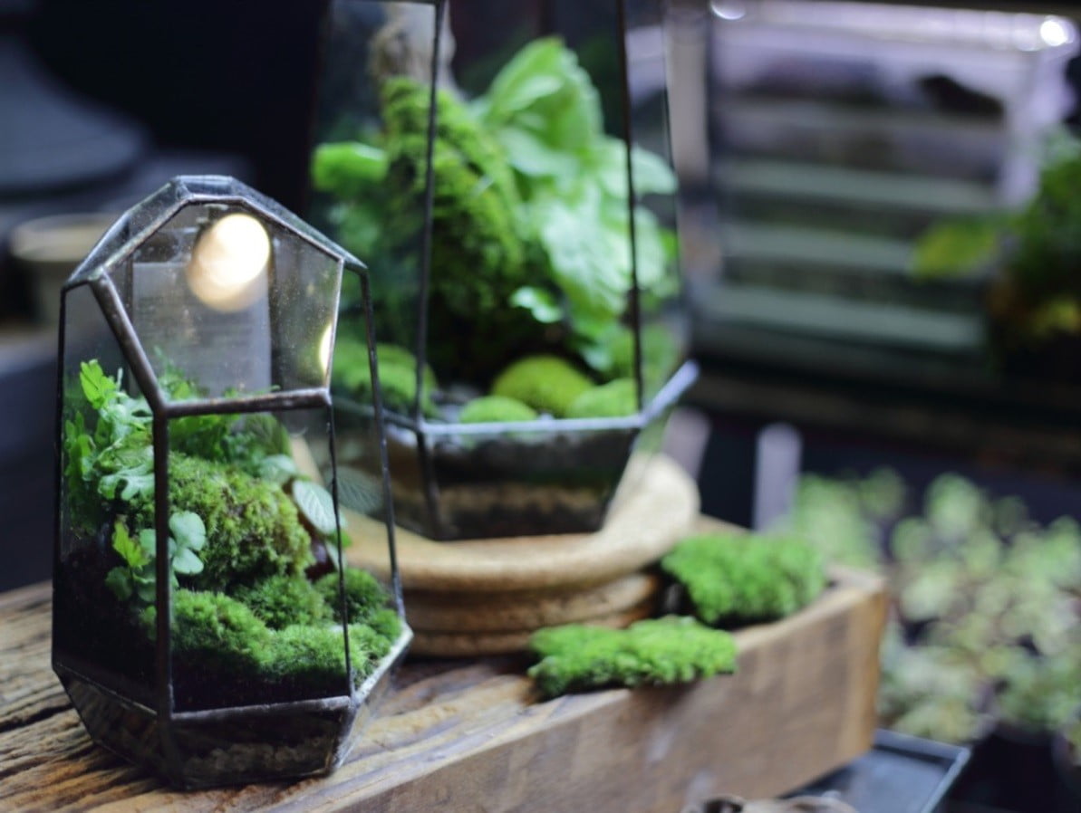 The Best Micro Ferns and Mosses for a Small Terrarium - Organize With Sandy