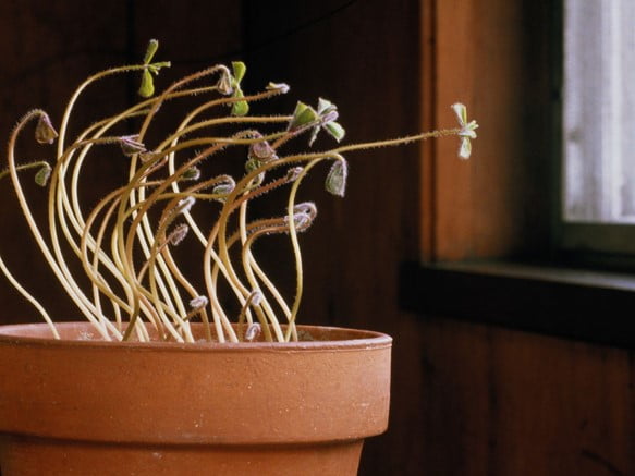 Why Do Plants Grow Towards Light? - Organize With Sandy Why Do Plants Grow Towards Light? - Organize With Sandy