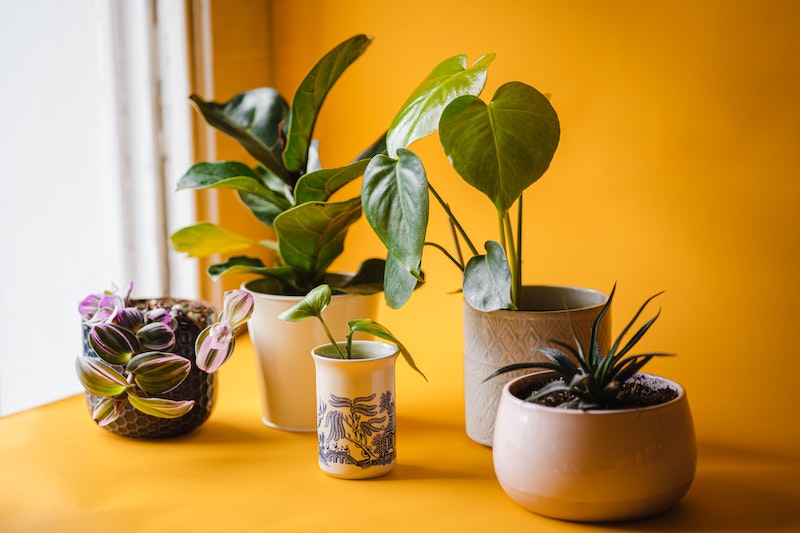 Guide to basic care of Houseplants for Beginners - Organize With Sandy