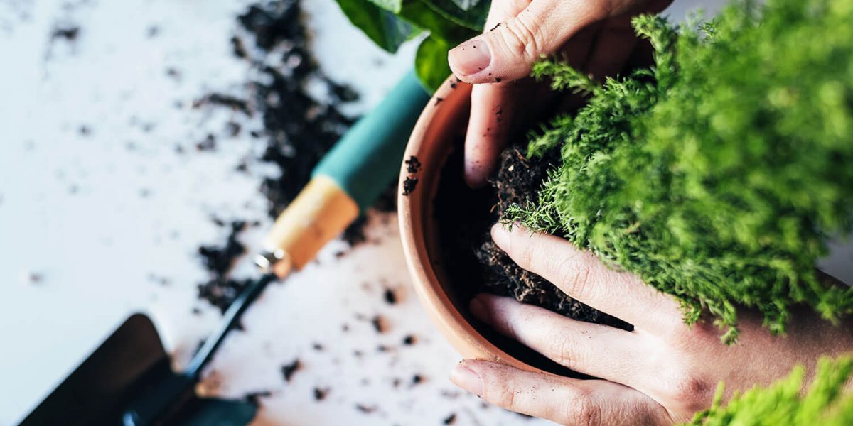 Sapling Care: What You Need To Know - Organize With Sandy