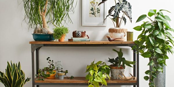7 Ways to Display House Plants - Organize With Sandy