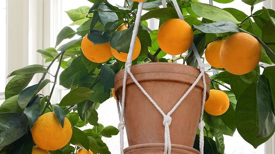 For 2023, Five Home and Garden Styles to Look Out For Include Tropical ...