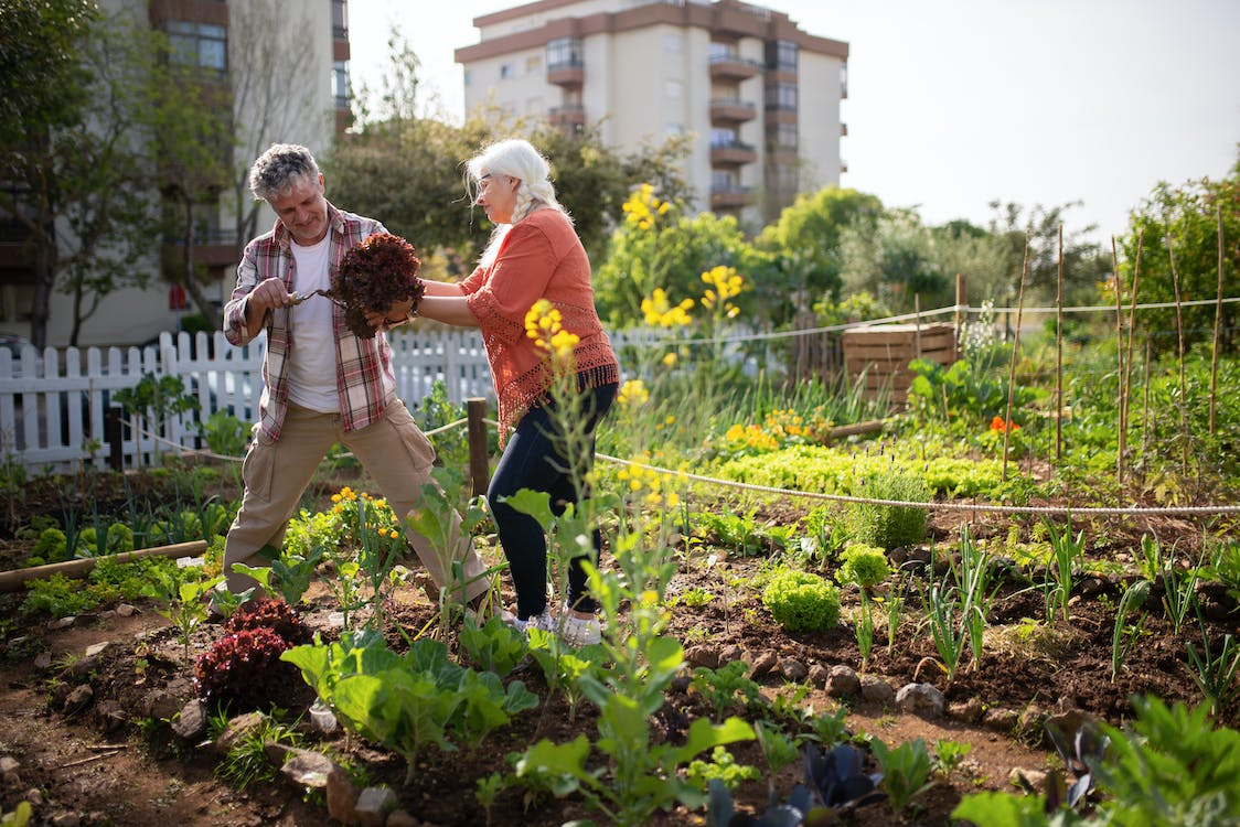 A Beginner’s Guide to Growing Your Own Food: 3 Essential Steps ...