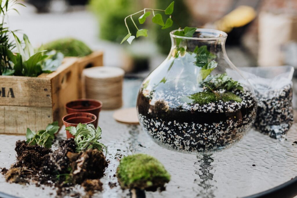 What are the disadvantages of terrariums? - Organize With Sandy