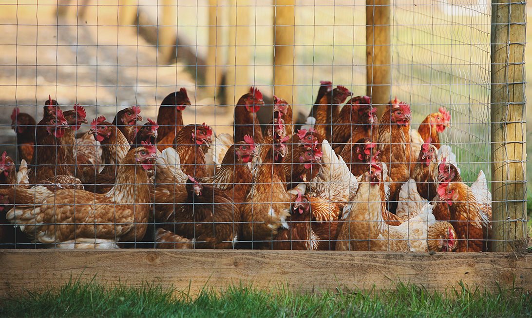 How Do You Control Chicken Poop in a Coop? - Organize With Sandy