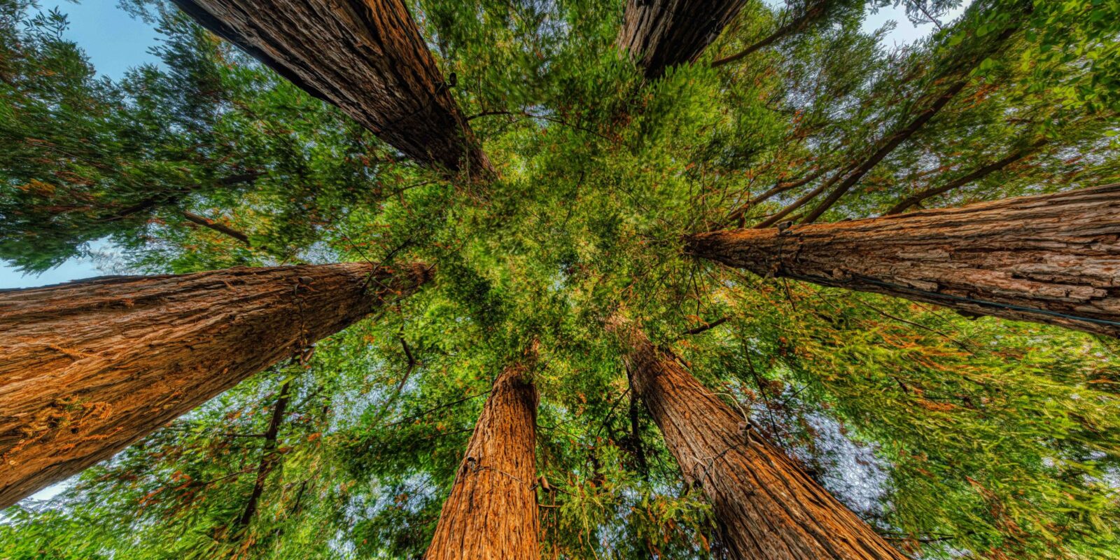 How Many Years Does It Take a Sequoia Tree to Become Fully Grown ...